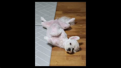 토끼같은 아깽이들 요키 강아지 비숑 Youtube