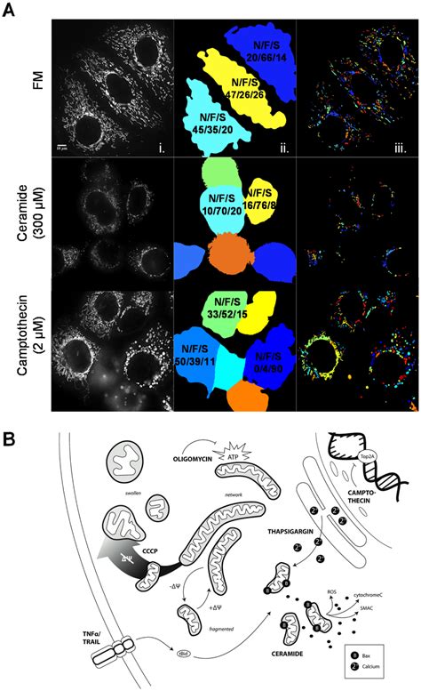 Population Wide Analysis Of Mitochondrial Morphology A Cellprofiler Download Scientific