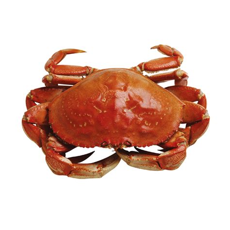 40000 Gratis Bilder Av Tegning Krabbe Og Krabbe Pixabay