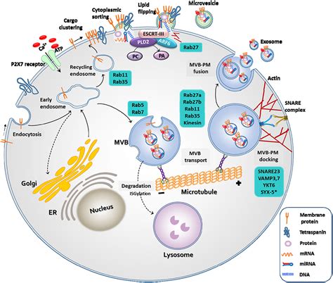 Deans Stroke Musings Mesenchymal Stem Cell Derived Extracellular
