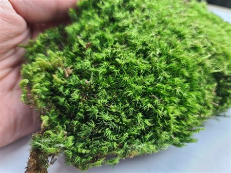 이끼 Moss 란 이끼 키우기 이끼 관리법 비단이끼 서리이끼 깃털이끼 꼬리이끼 네이버 블로그