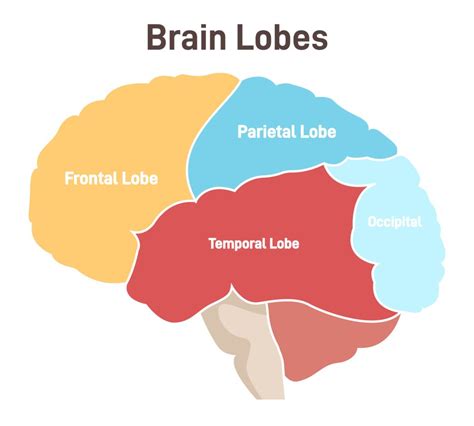 Lobes Of The Brain And Functions