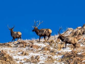 Park City Wildlife Shoreline Park City Utah