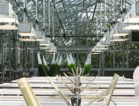 Breakthrough Algae Strain Produces Twice As Much Biofuel