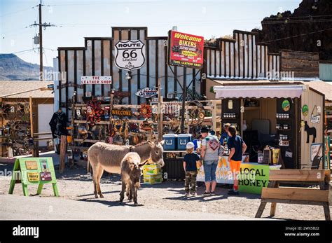 Wild Burros Walk Through The Historic Gold Mining Town Of Oatman