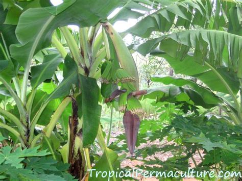Growing Bananas How To Grow Banana Plants And Keep Them Happy