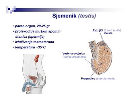 Muški spolni organi org