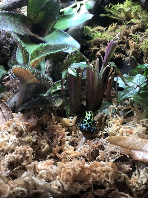 My Only View Of One Of My New R Variabilis Before They Disappeared Into Their Viv At Least They