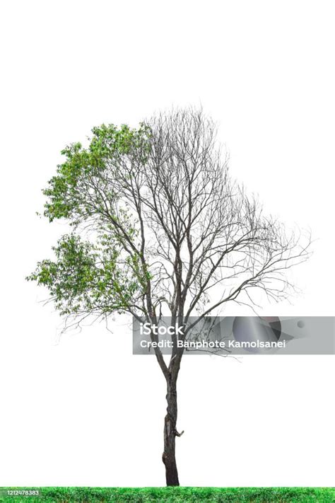 ต้นไม้ที่ตายแล้วครึ่งหนึ่งแยกบนพื้นหลังสีขาวที่มีเส้นทางการตัด ภาพสต็อก ดาวน์โหลดรูปภาพตอนนี้