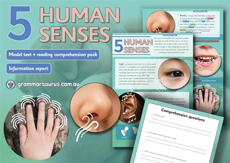 Year Model Texts Grammarsaurus Australia