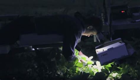 Picking Assistant Crop Picking Machine Cropcare®