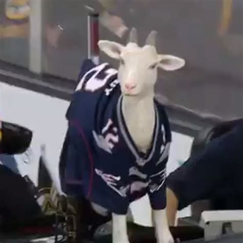 Tom Brady Model Goat