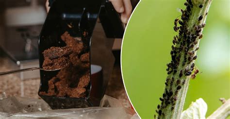 საგულდაგულოდ ვაგროვებ ყავის ნალექს არ ვყრი მას მცენარეების სასუქად და ბუგრების მოსაშორებლად