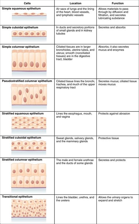 Epithelial Tissue Types Structure Location And Function In Human Anatomy Anatomy Note