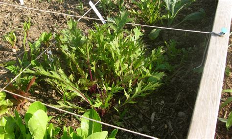 Tigers And Strawberries Persistent Herbicides In Commercial Compost Stunted Vegetable Garden
