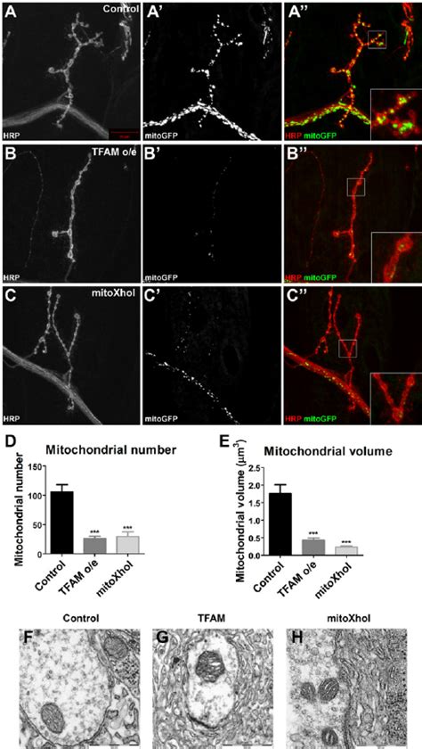 Mitochondrial Dysfunction Causes Loss Of Synaptic Mitochondria