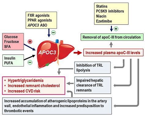 Frontiers The Roles Of Apoc Iii On The Metabolism Of Triglyceride
