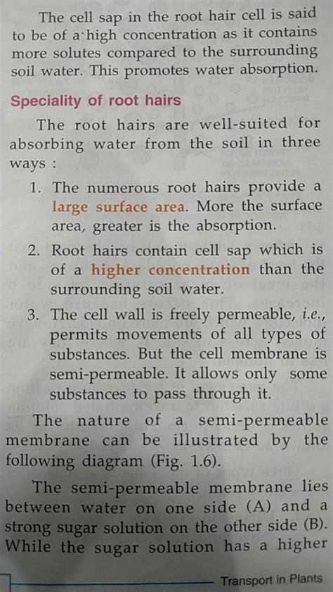 The Cell Sap In The Root Hair Cell Is Said To Be Of A High Concentration