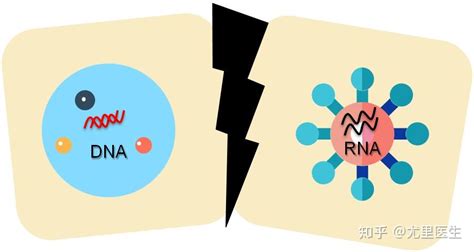 3张图看懂病载（rna）和病毒库（dna）的关系 知乎