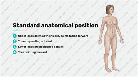 Anatomical Terminology Body Planes And Axes Easy Anatomy 3d