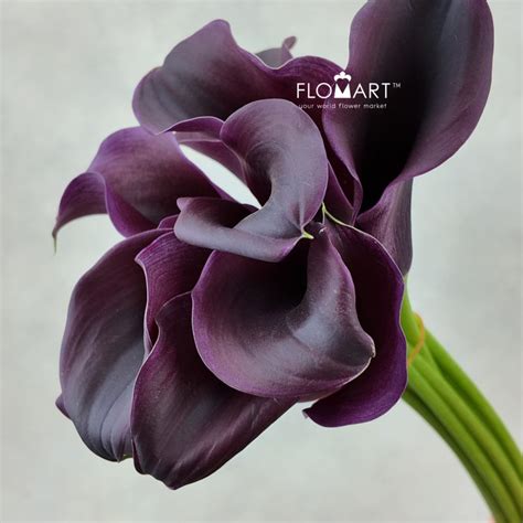 Calla Archives Flomart