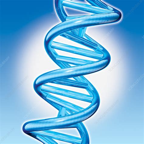DNA Double Helix Stock Image C Science Photo Library