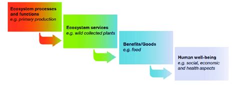 Conceptual Framework Of Ecosystem Services Adapted From Haines Young Download Scientific
