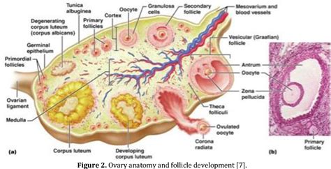 Ovary Model