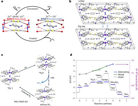 Possible Nrr Pathways Of Njuz 1 A Scheme Of Cycling Process Of Njuz 1 Download Scientific
