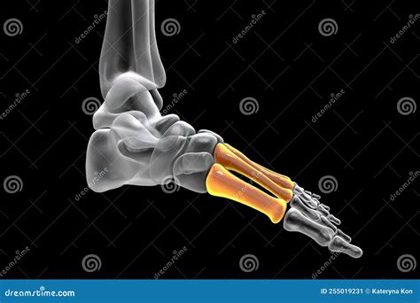 Metatarsal Bones Of The Foot 3d Illustration Stock Illustration