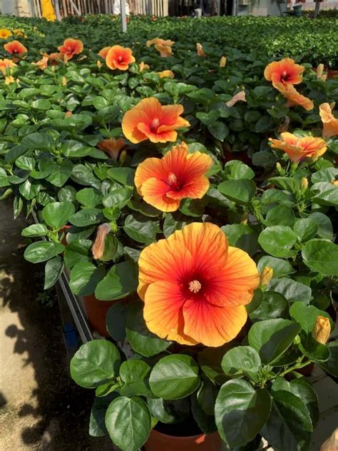 Hibisqs® Apollo Big Hibiscus Hibiscus Plant Planting Roses