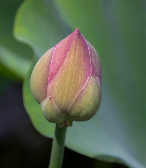 Flower Bud Lotus Free Photo On Pixabay Pixabay