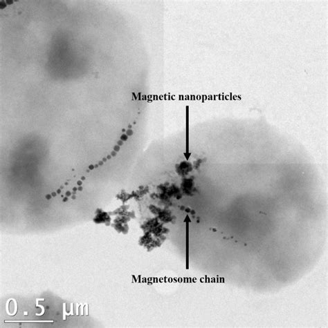 Figure 1 From Characterizations Of Magnetotactic Bacteria Conjugated