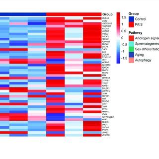 A Heatmap Of Possible Related Genes In Sex Development Download Scientific Diagram