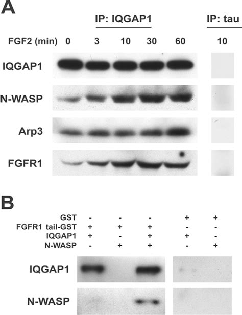 Arp23 Complex Mediated Actin Nucleation Semantic Scholar