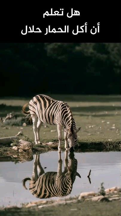 حكم أكل لحم الحمار؟ Youtube