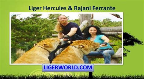 Liger Hercules Hercules The Liger Has A Very Close Relationship With