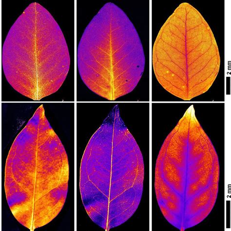 Laboratory µxrf Maps Of K Ca And Mn Of A Whole Fresh Hydrated Wild G Download Scientific