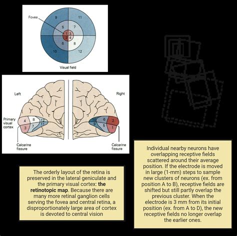 64 The Thalamus And Primary Visual Cortex Introduction To Behavioral Neuroscience Openstax