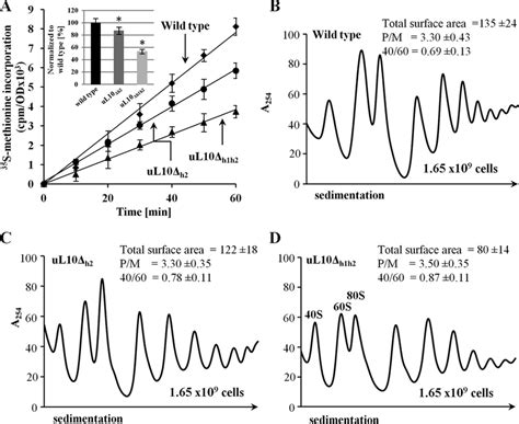 Determination Of Translational Fitness And Polysome Profile Analysis