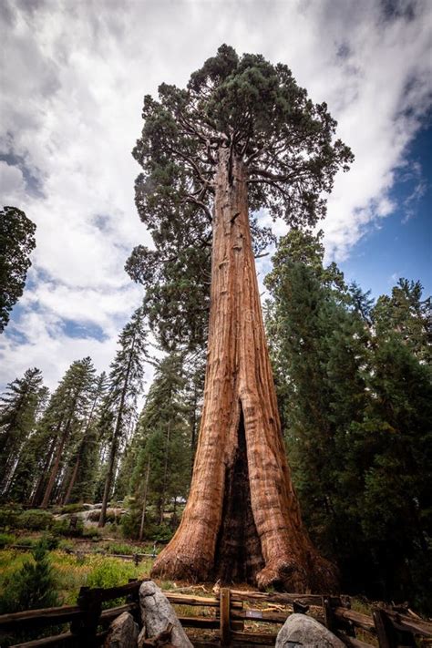 Giant Sequioa Tree With A Hole Stock Photo Image Of Trunk Giant