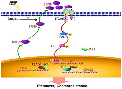 Srgn Crosstalks With Yap To Maintain Chemoresistance And Stemness In