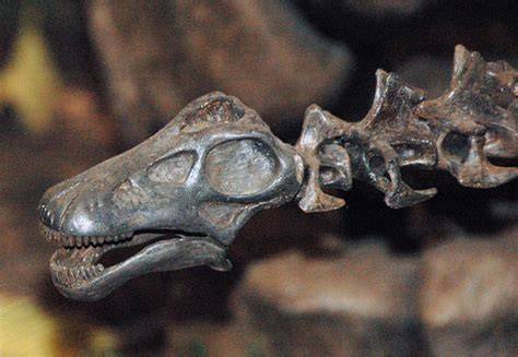 Apatosaurus Louisae Juvenile Sauropod Dinosaur Morrison F Flickr