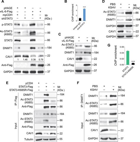 VIL 6 Downregulates CAV1 By Increasing Acetylated STAT3 Which Interacts