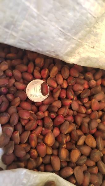 Куплю кедровую шишку орех дорого самовывоз 8 913 991 1135 Подслушано Усть Кокса Усть
