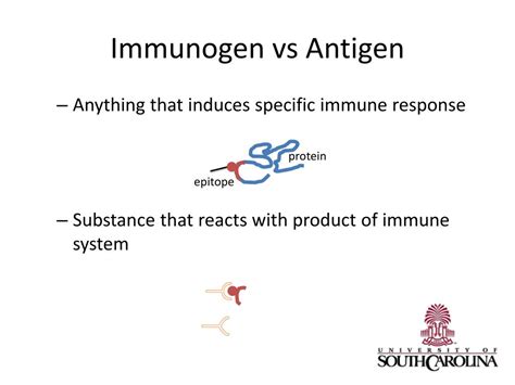 Ppt Antigens Powerpoint Presentation Free Download Id2994962