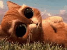 Puss In Boots Eyes  Puss In Boots Puss Eyes Discover And Share S