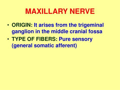 Ppt Infratemporal Fossa Ii Maxillary Nerve And Vessels Powerpoint Presentation Id 1377415
