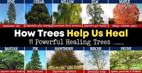 Tree Energy Powerful Healing Trees And How Trees Help Us Heal