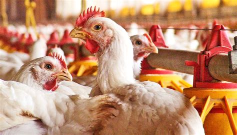 New Sensor Detects Airborne Bird Flu In Minutes Futurity